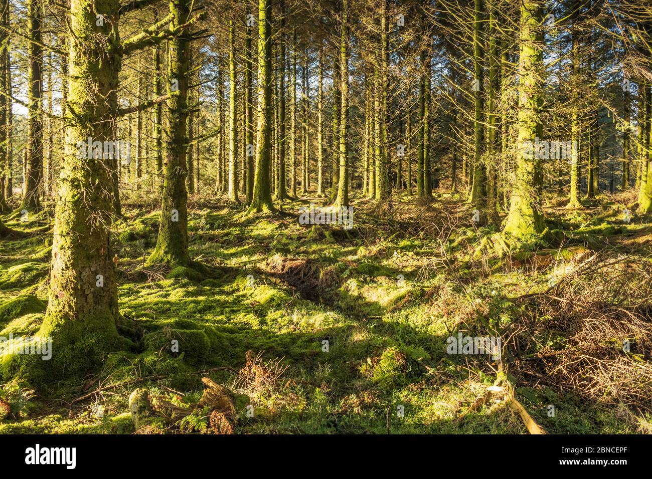 Bellever Forest is a coniferous plantation managed by the Forestry ...