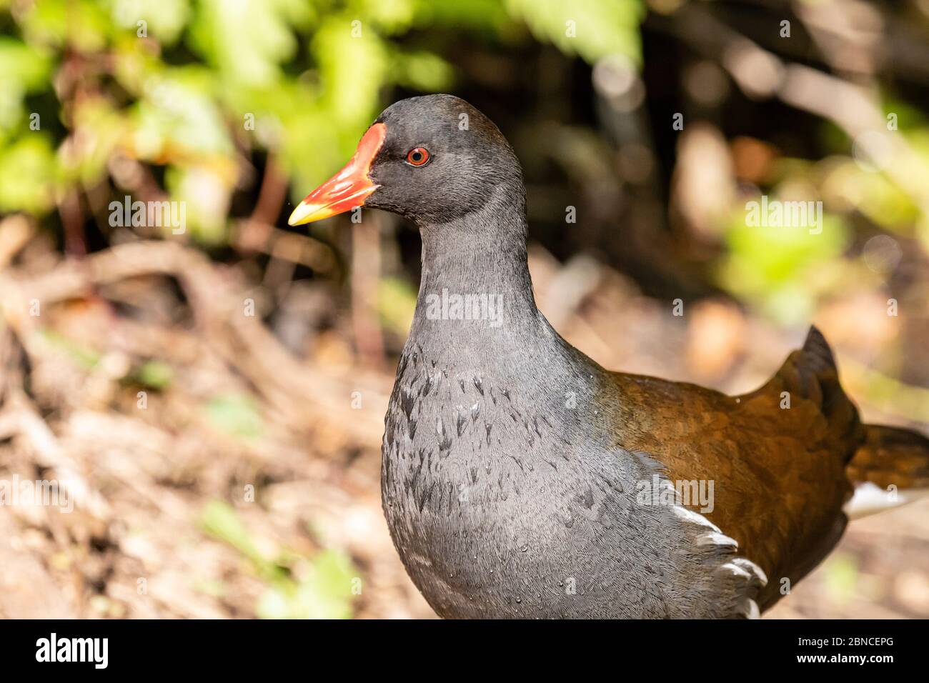 Baby moorhen hi-res stock photography and images - Alamy