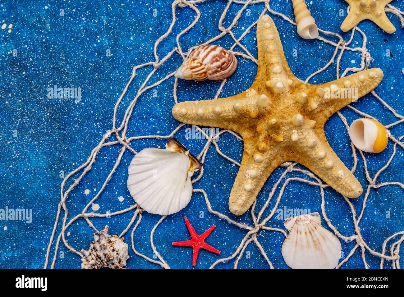 Seashells summer background. Lots of different seashells piled together ...