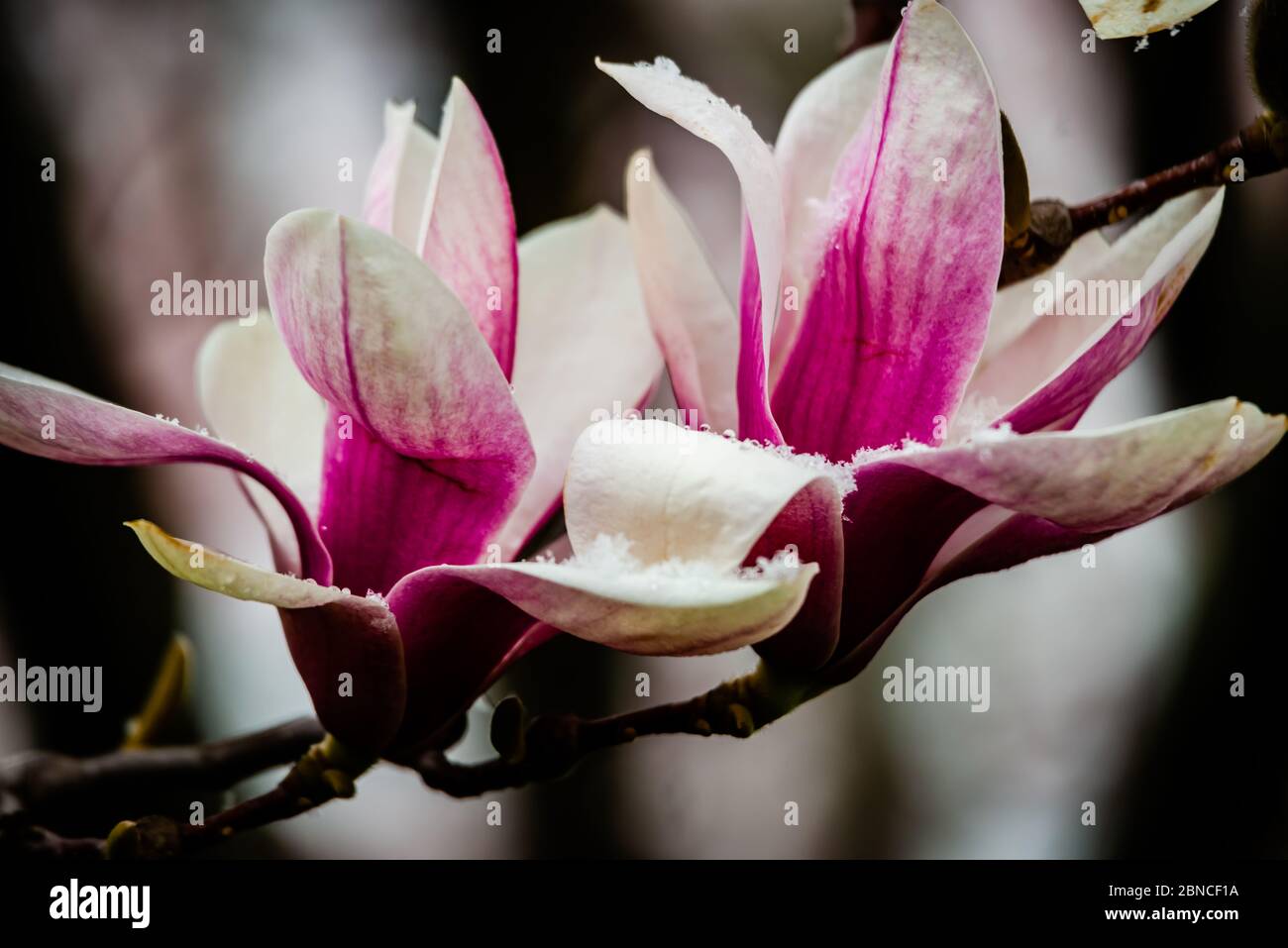 Magnolia flowering time, close-up photography Stock Photo - Alamy
