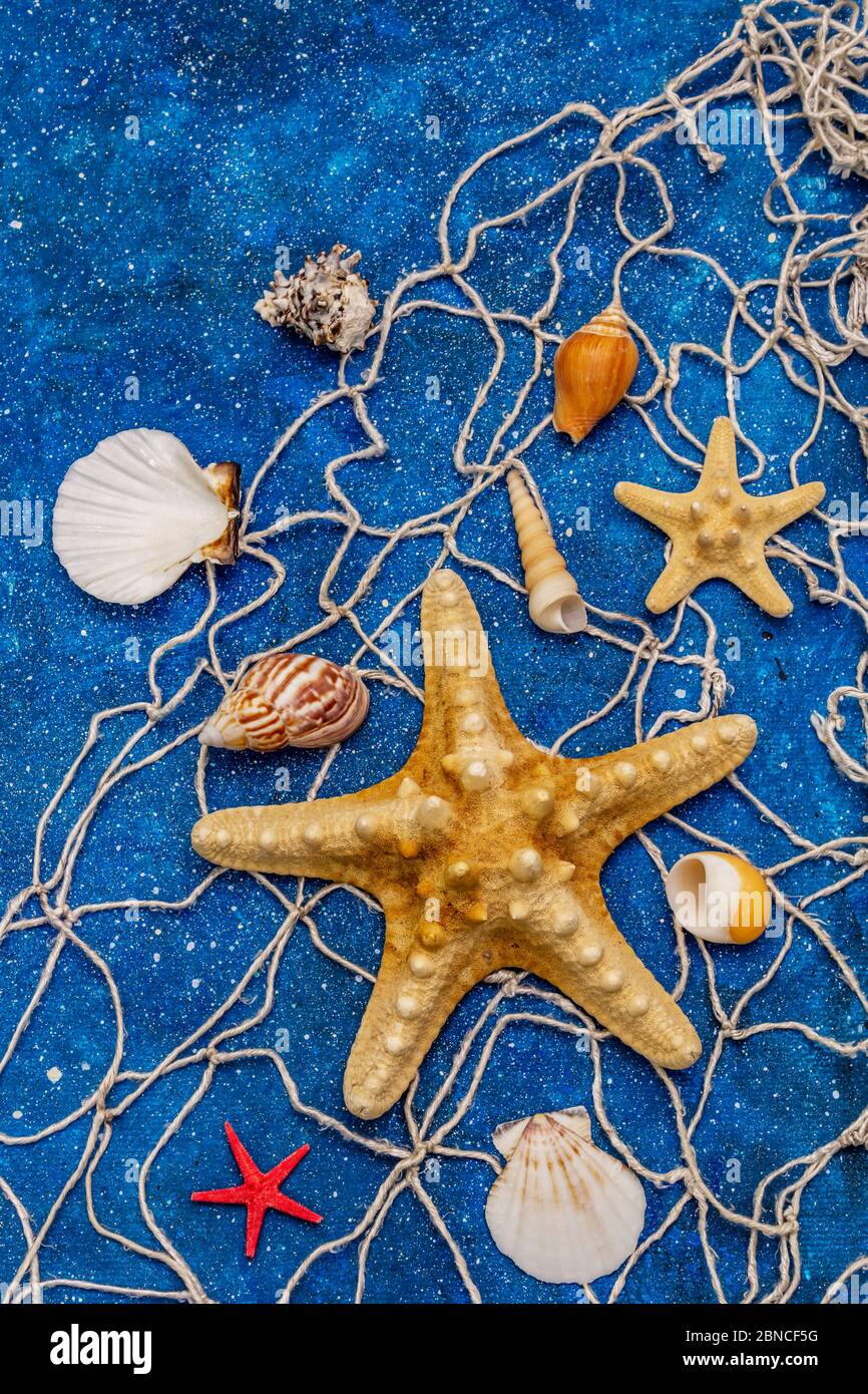 Seashells summer background. Lots of different seashells piled together ...