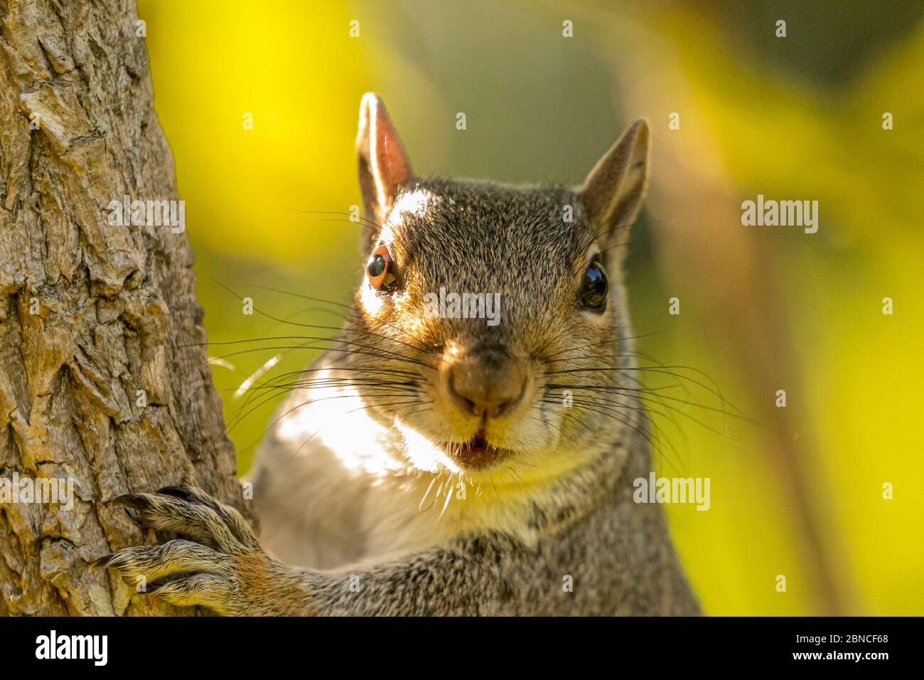 Squirrels head hi-res stock photography and images - Alamy