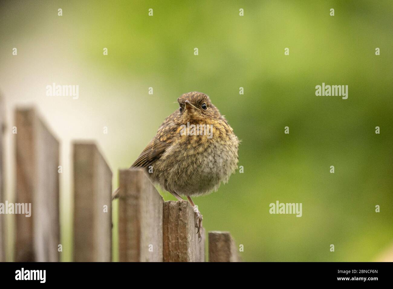 Fledgling robin hi-res stock photography and images - Alamy
