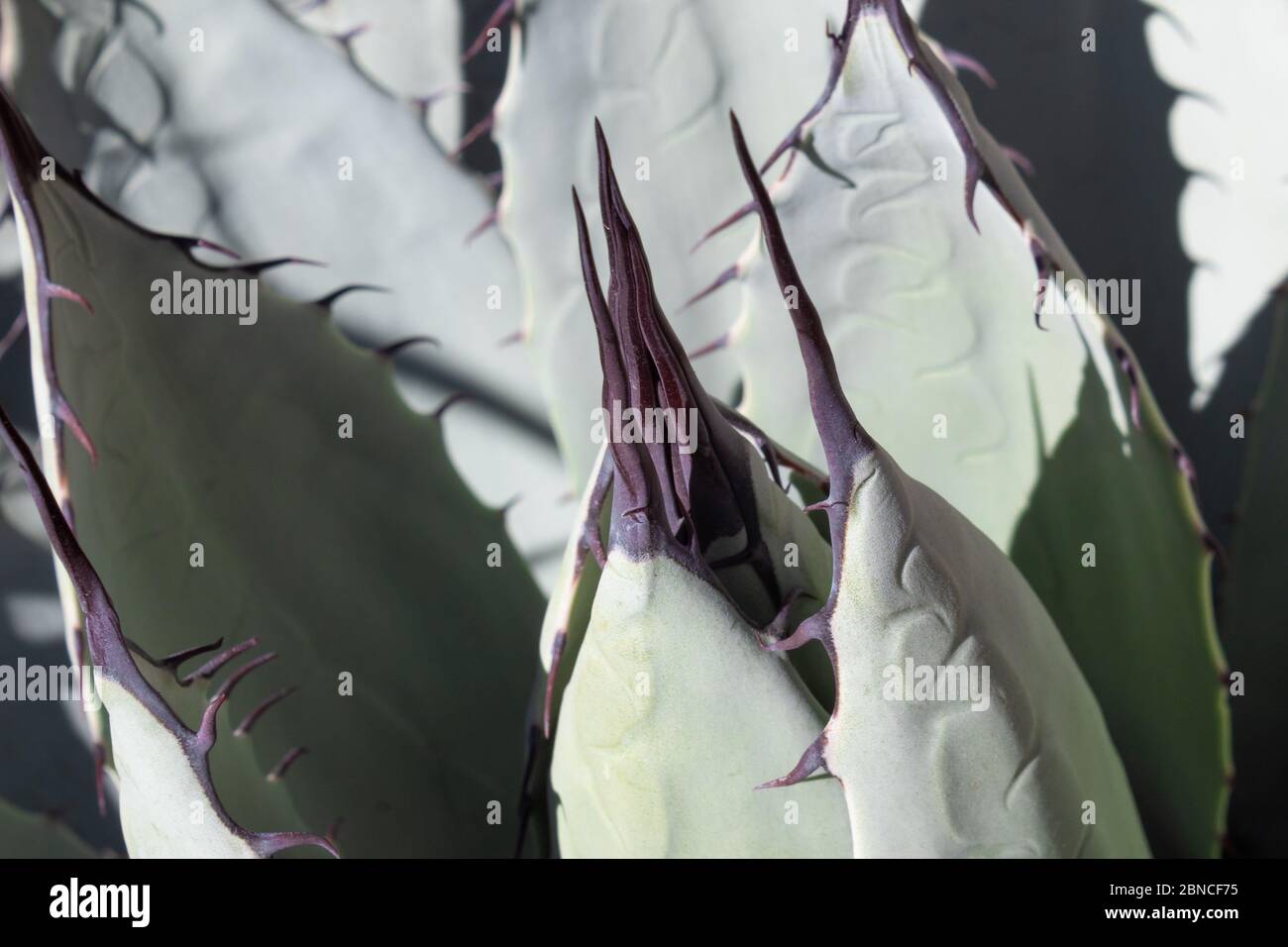 Parry's agave hi-res stock photography and images - Alamy