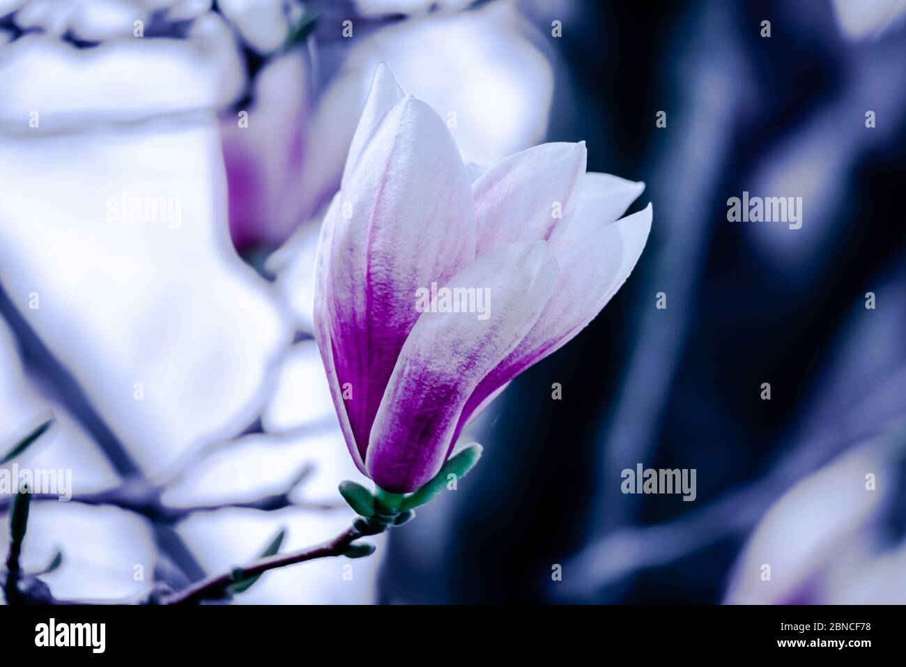 Magnolia branch hi-res stock photography and images - Alamy