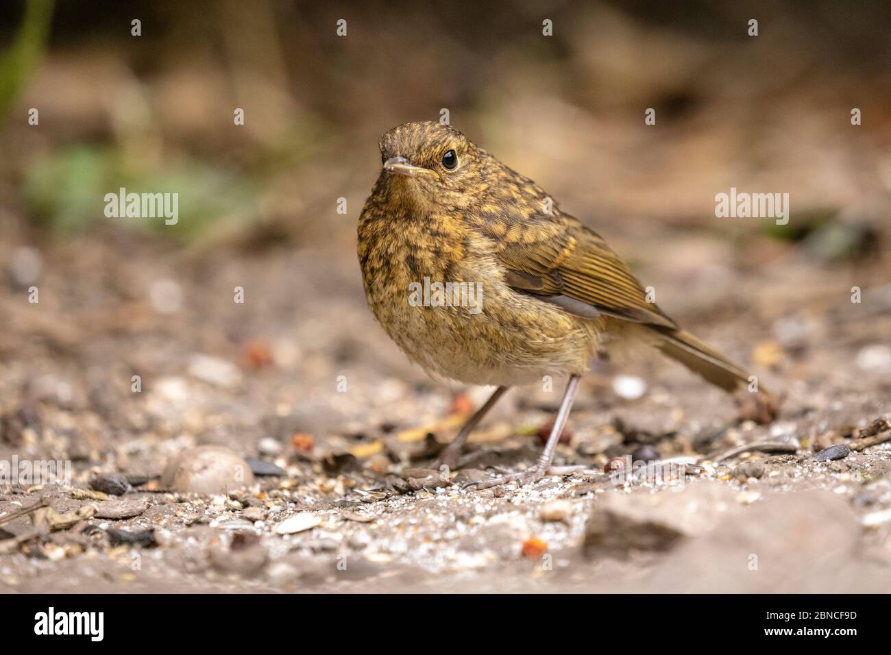 Juvenile European robin (Erithacus rubecula) on the ground camouflaged ...
