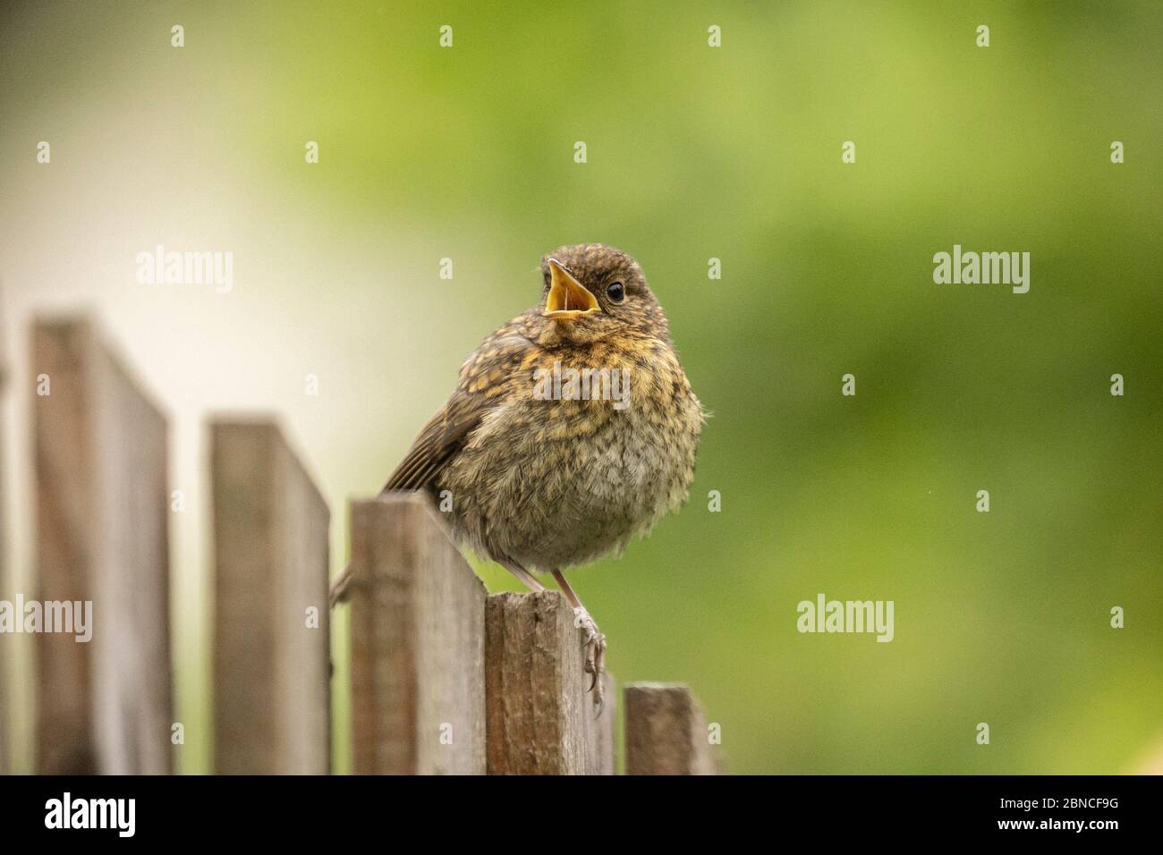 Fledgling robin hi-res stock photography and images - Alamy
