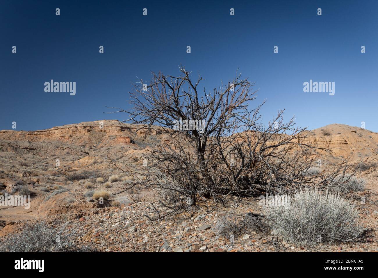 Bare tree in winter desert landscape, Sevilleta National Wildlife ...