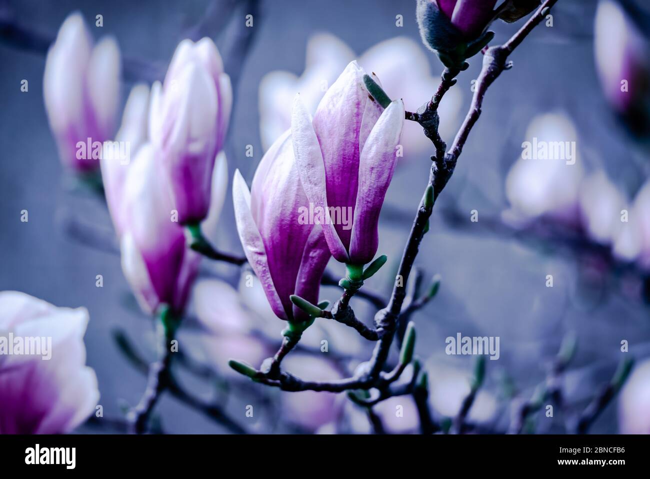 Magnolia branch hi-res stock photography and images - Alamy