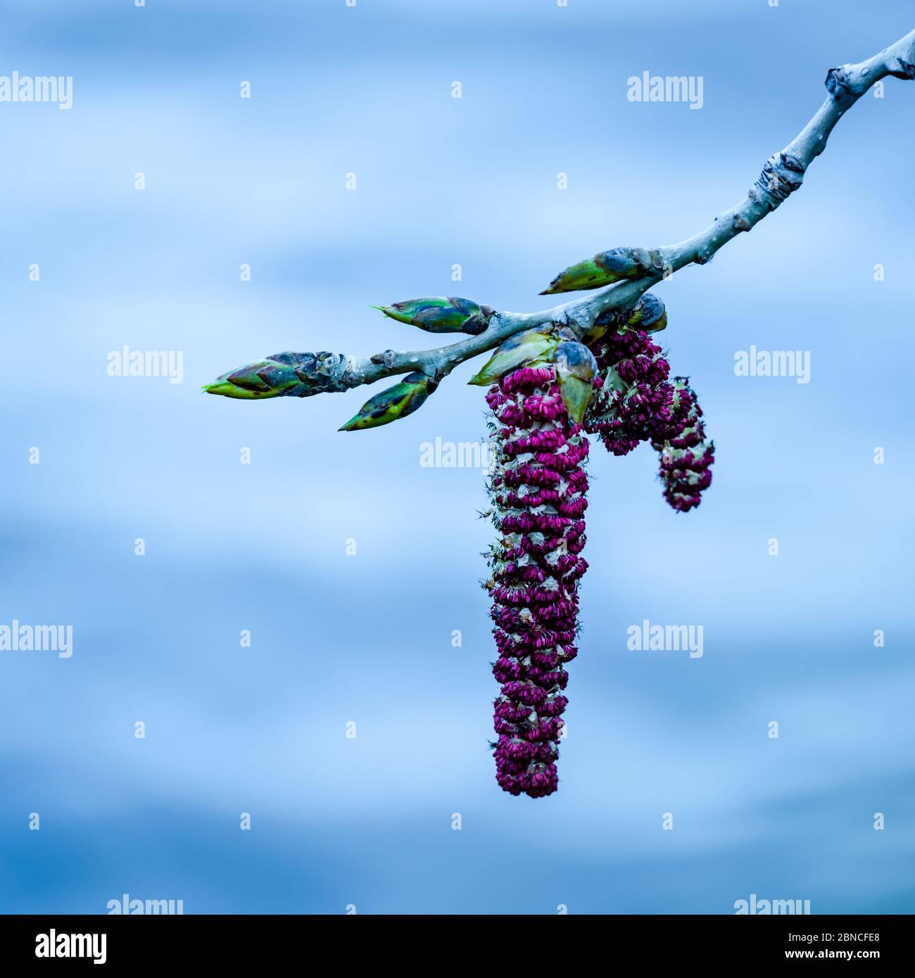 Poplar tree pollen hi-res stock photography and images - Alamy