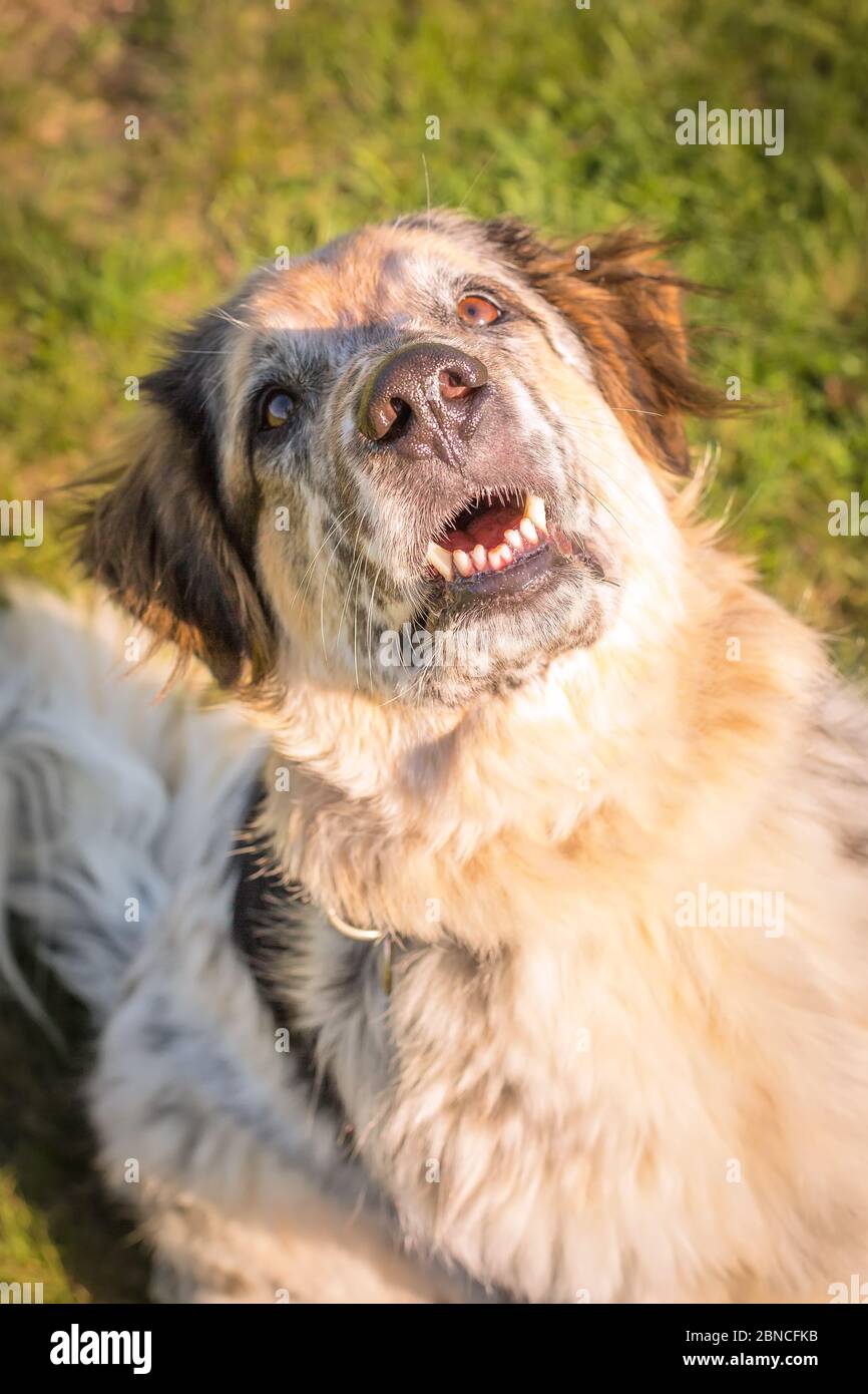 Big dog training looking up, waiting to catch food Stock Photo - Alamy