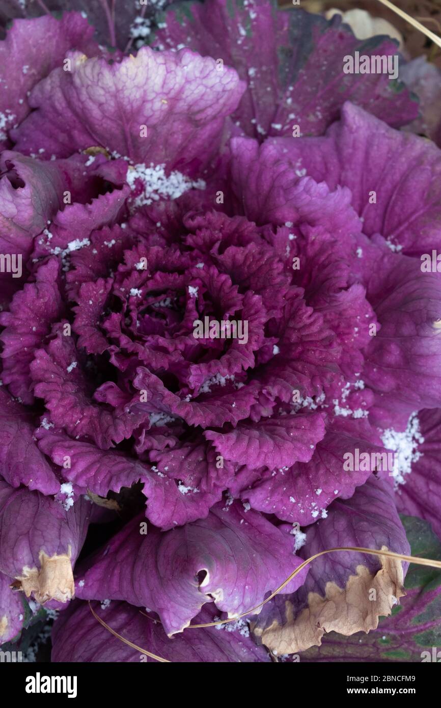 Ornamental cabbage winter hi-res stock photography and images - Alamy