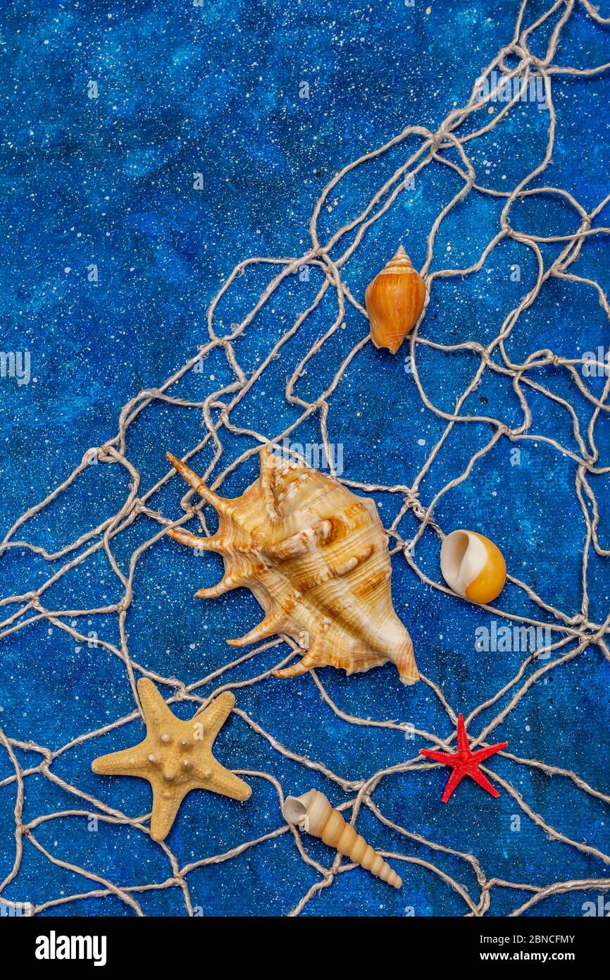 Seashells summer background. Lots of different seashells piled together ...