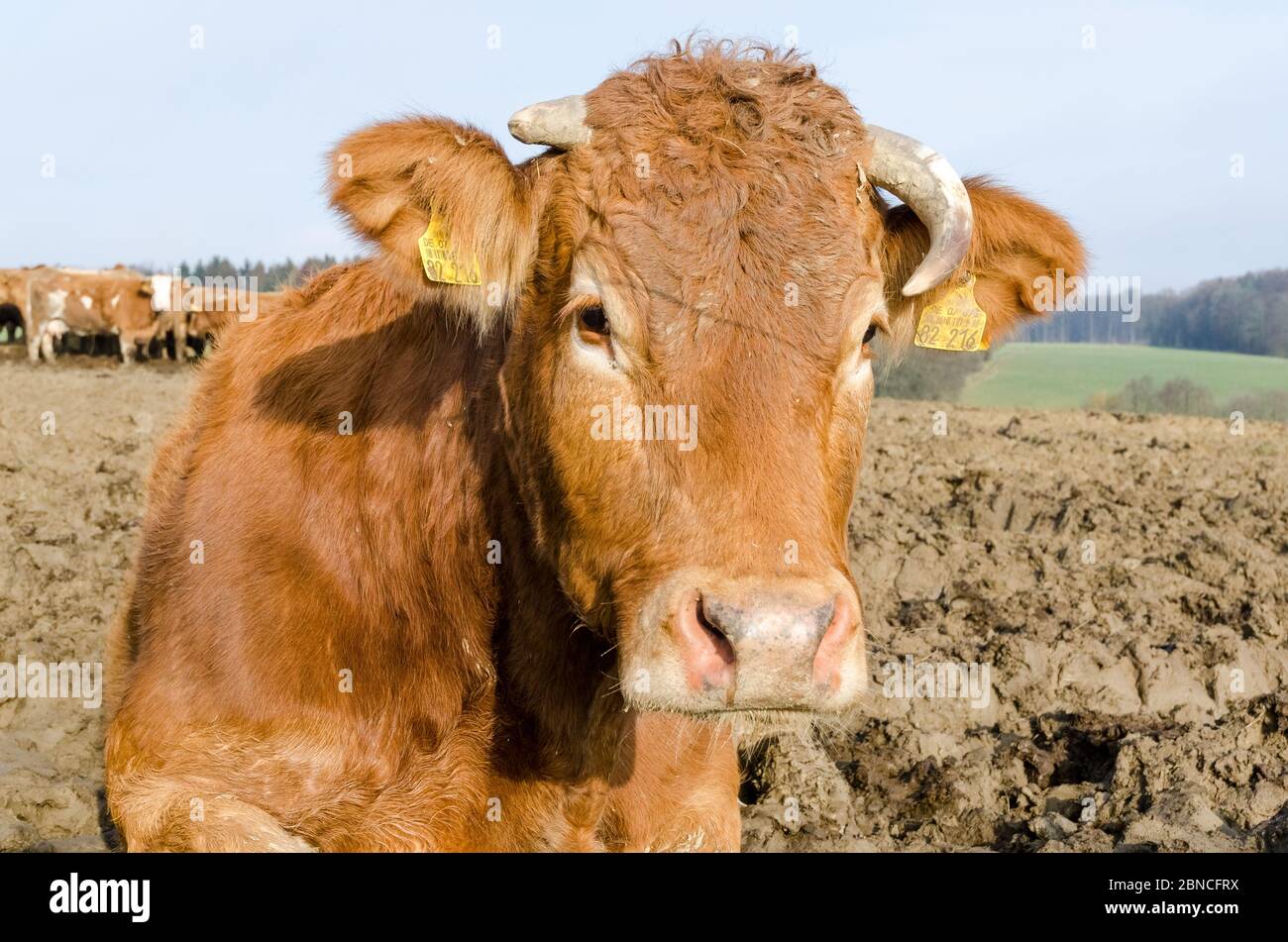 Domestic cattle bos hi-res stock photography and images - Alamy