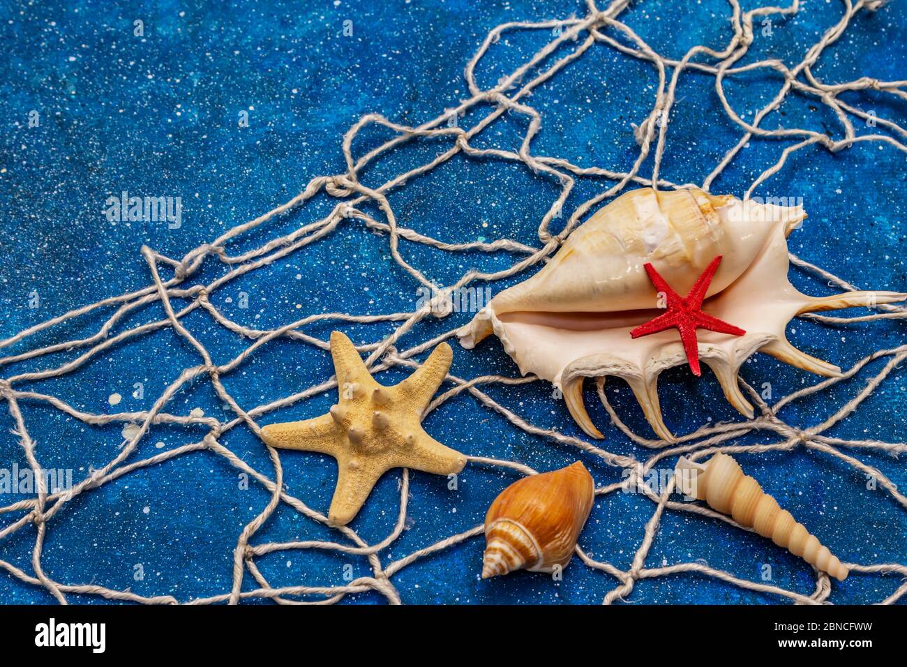 Seashells summer background. Lots of different seashells piled together ...