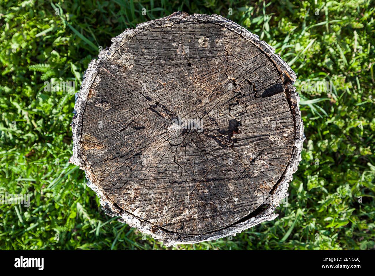 Top view of an old rotten stump of round even shape of brown color in ...