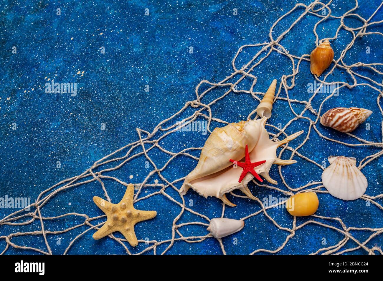 Seashells summer background. Lots of different seashells piled together ...