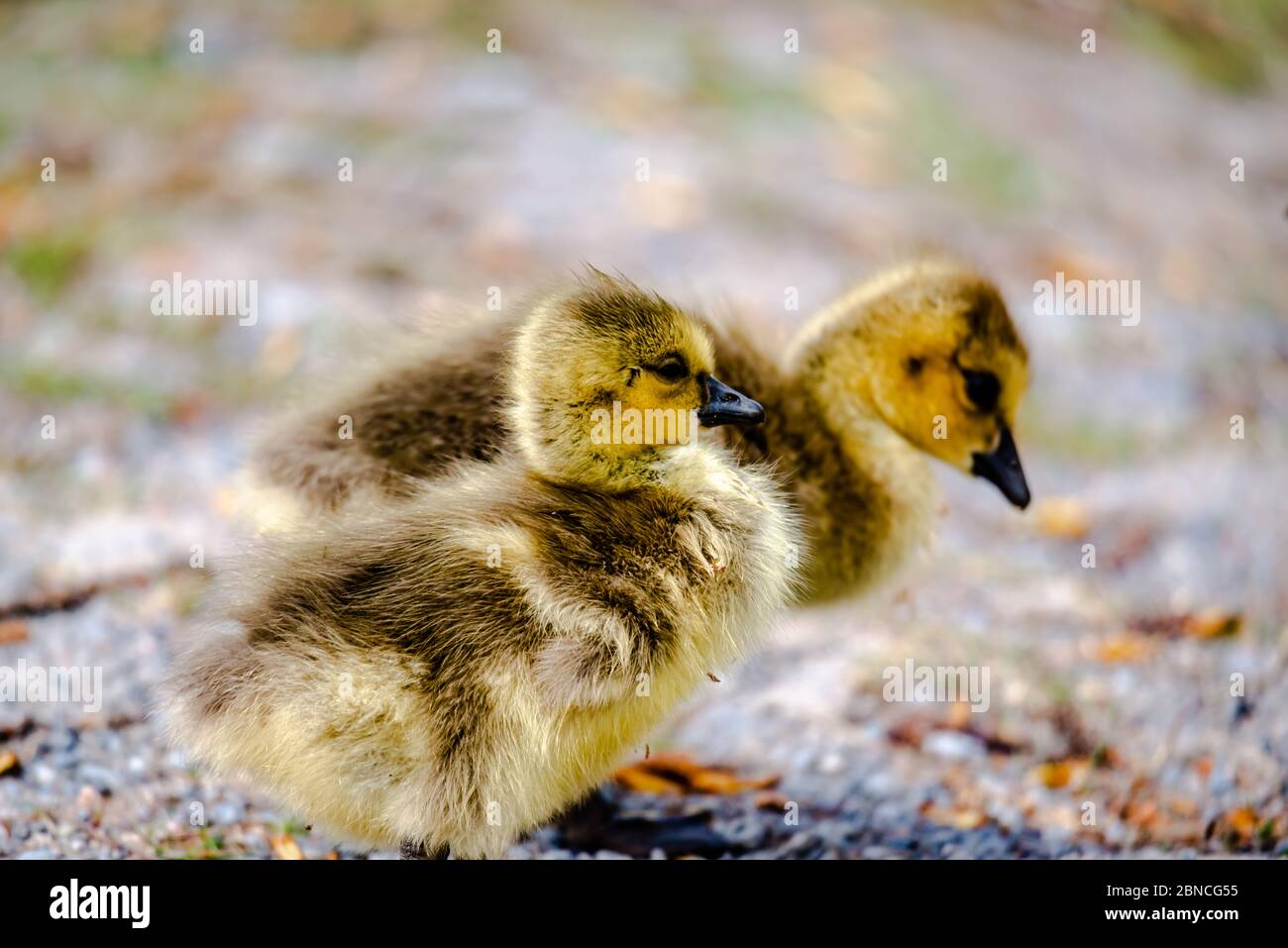 Little Ducks High Resolution Stock Photography and Images - Alamy