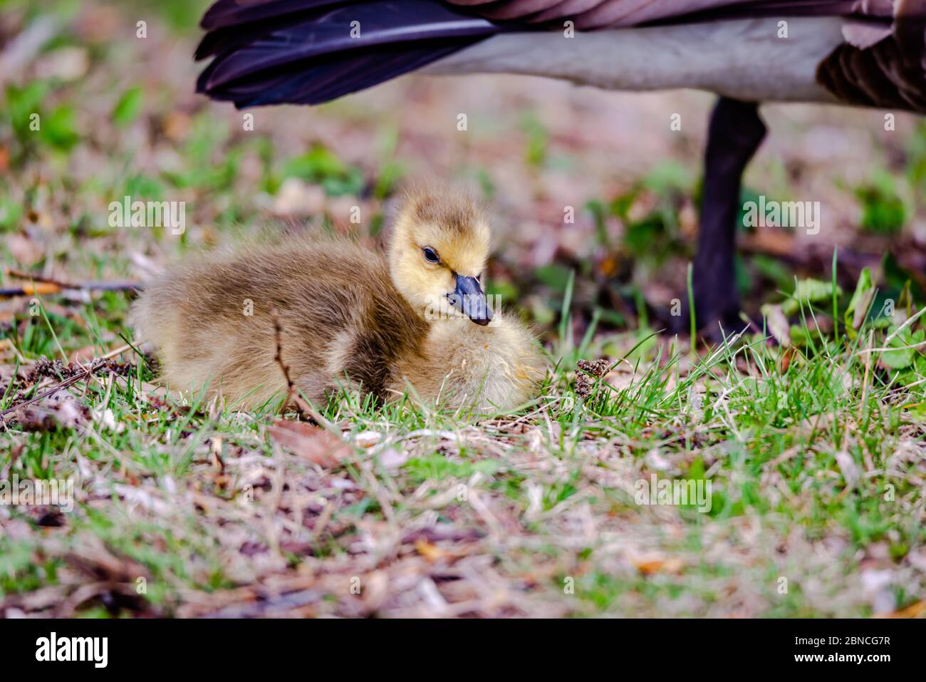 Newborn goose hi-res stock photography and images - Alamy