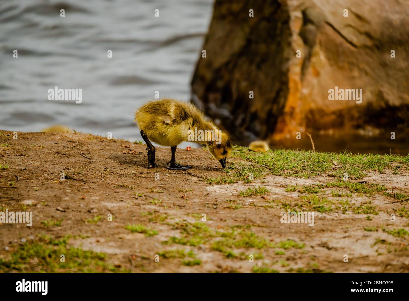 Newborn goose hi-res stock photography and images - Alamy