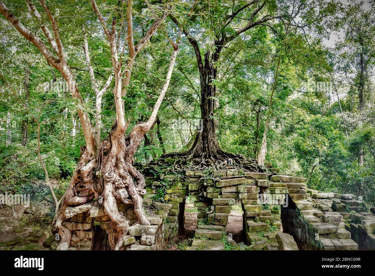 Green trees and the ruins of the Angkor Thom historic landmark in ...
