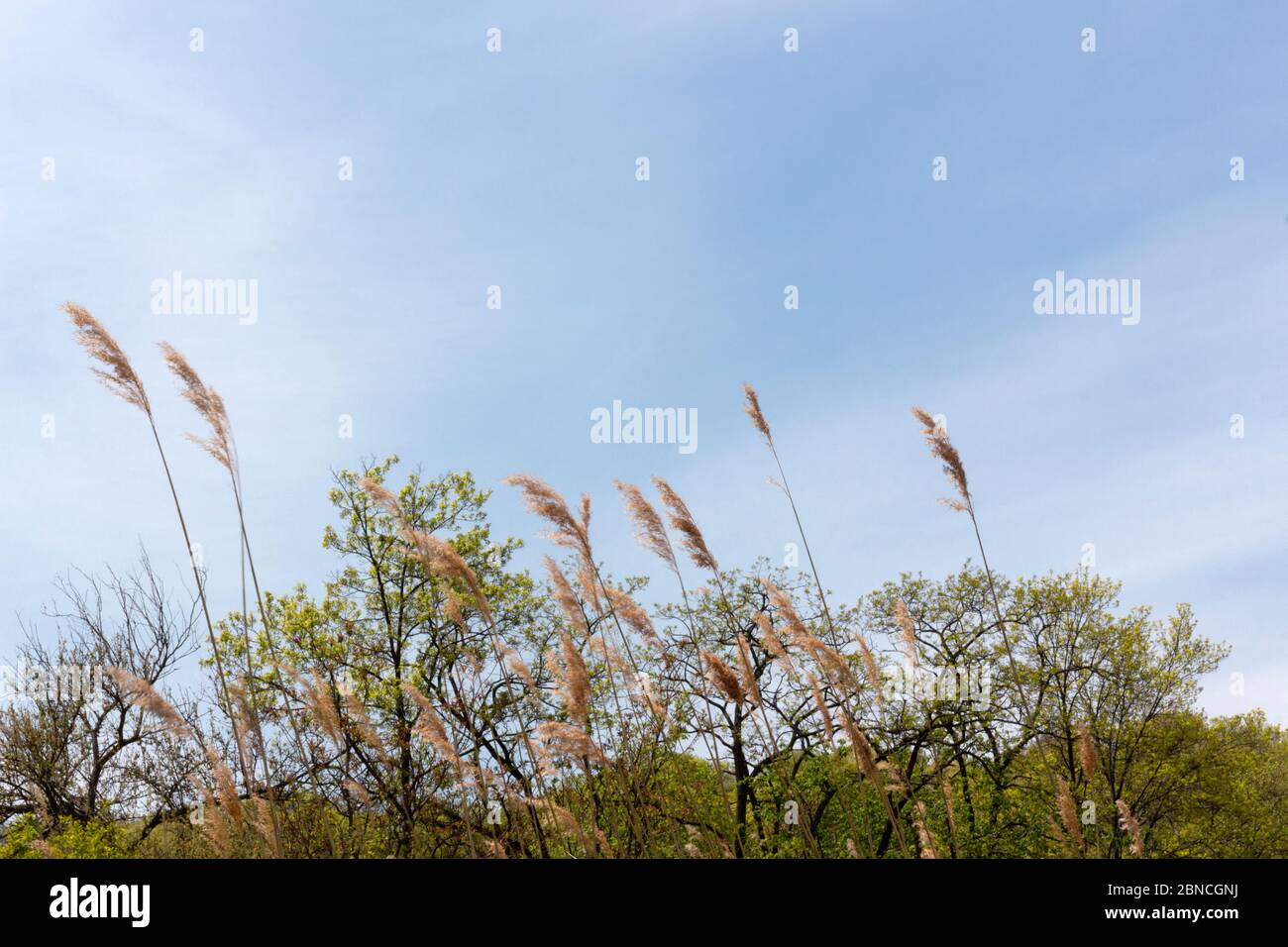 picturesque view of tall reed grasses swaying with the wind against a ...