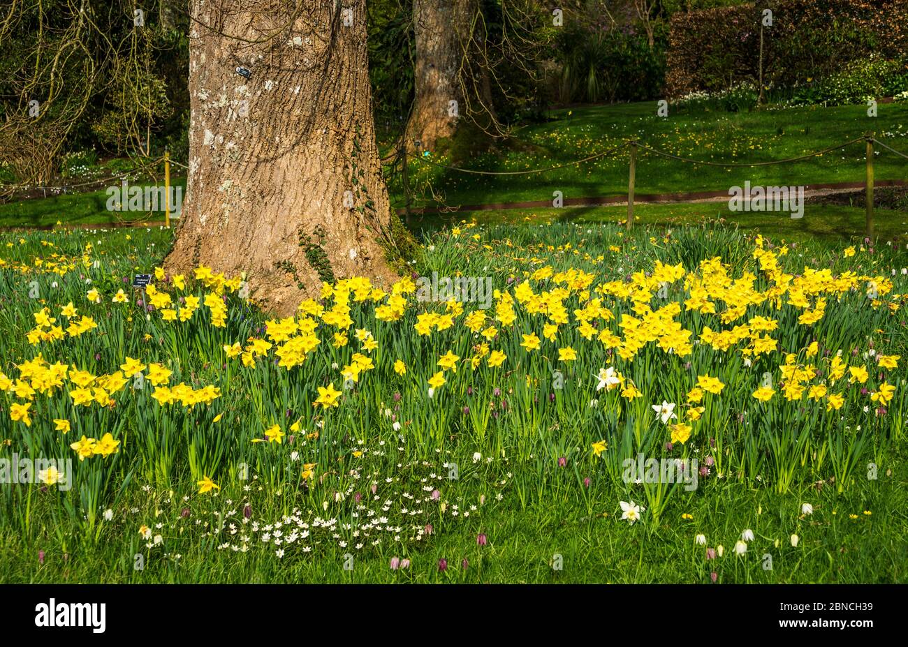 Spring daffodils blooming at Royal Horticultural Society (RHS) Garden ...