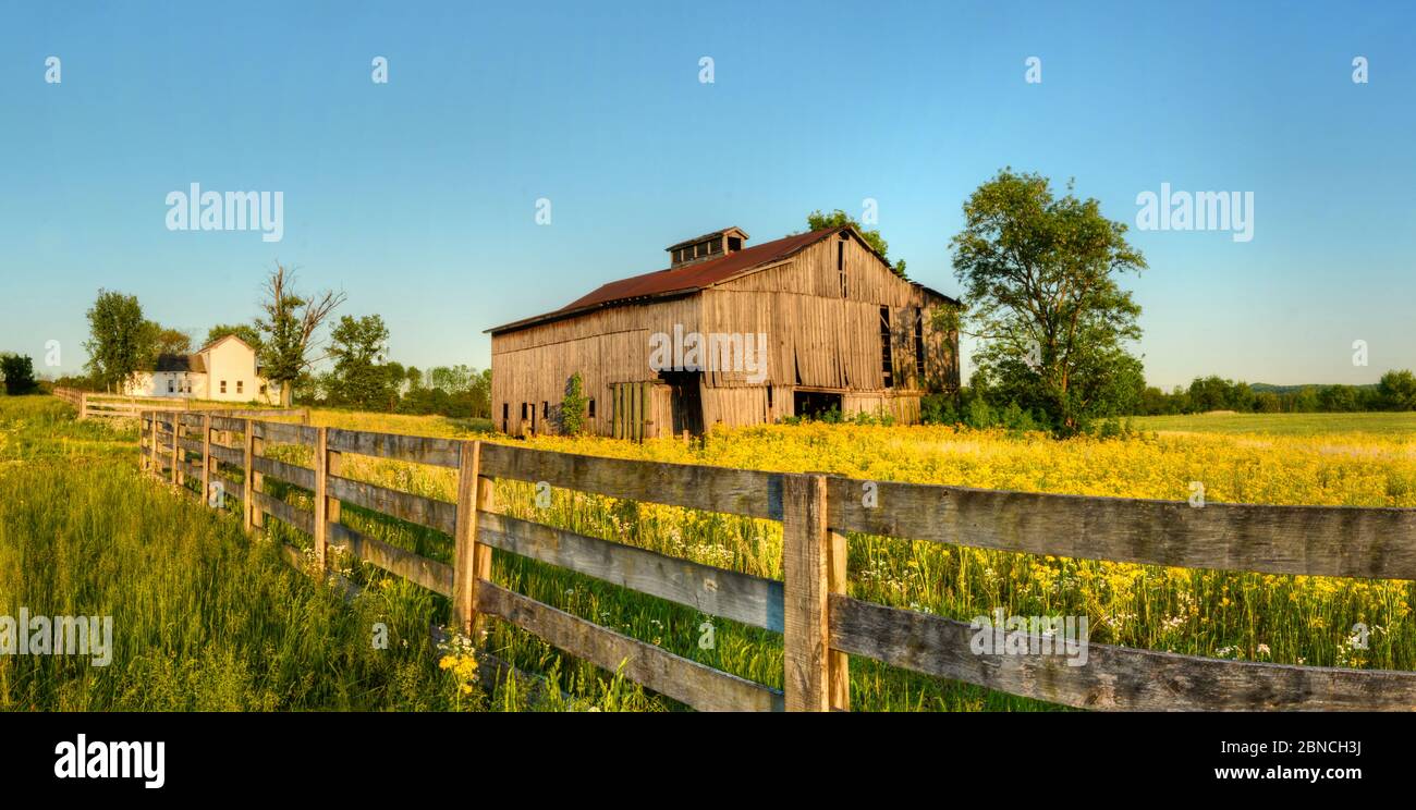 Beautiful sunny picture of an old wooden farm in a field full of yellow ...