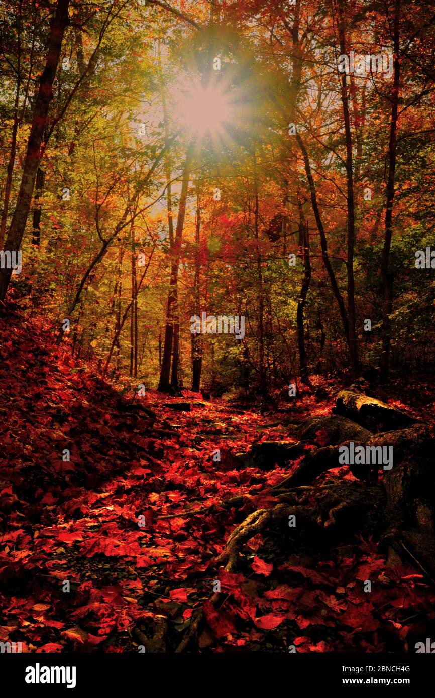 Mesmerizing vertical picture of red autumn leaves against trees and ...