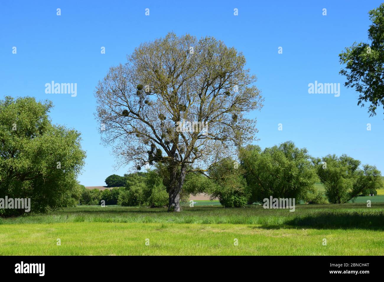 swamp trees in spring Stock Photo - Alamy