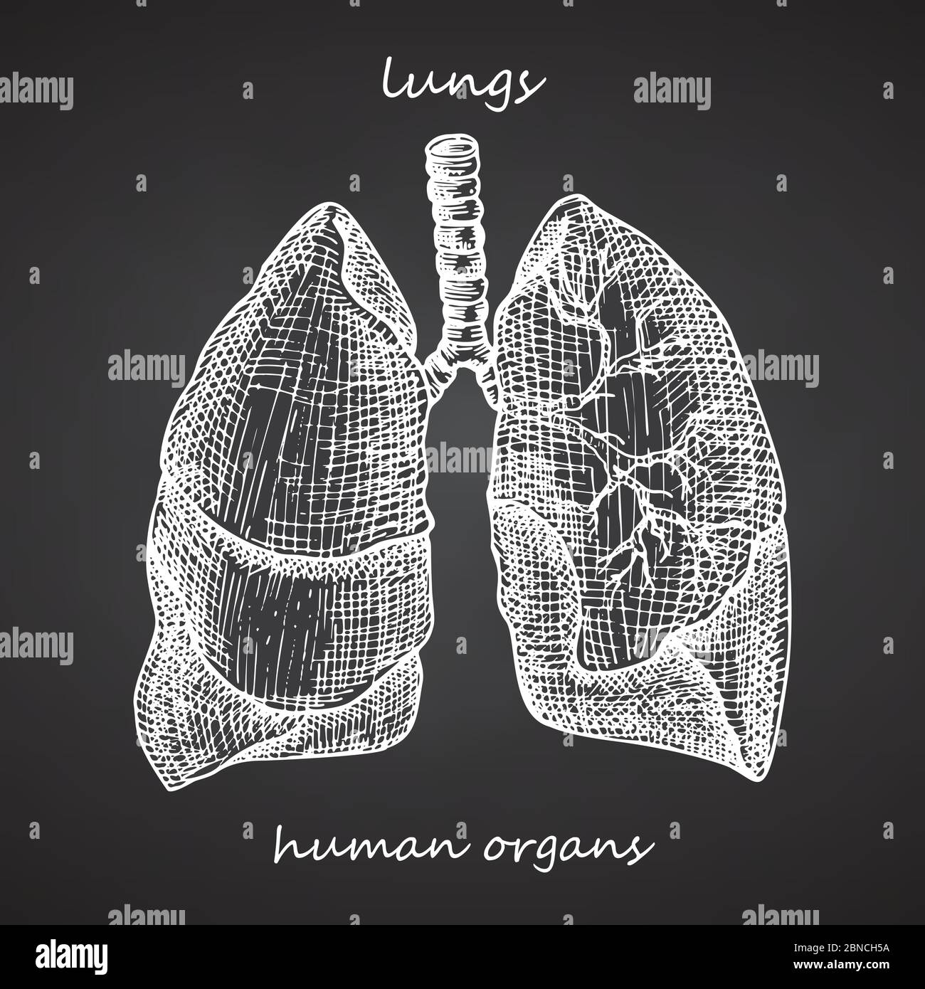 Lungs. Realistic hand-drawn icon of human internal organs on chalkboard ...