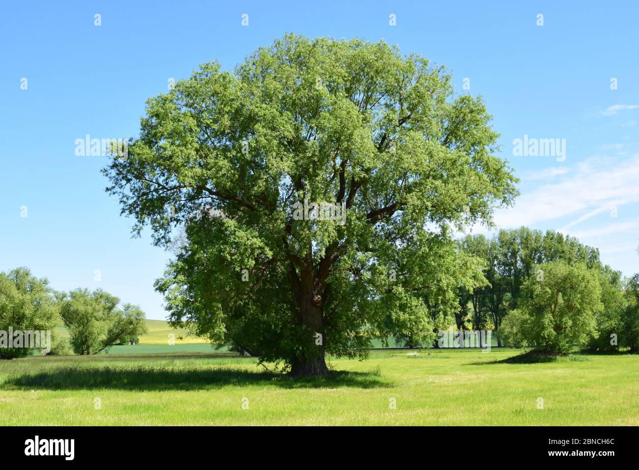 swamp trees in spring Stock Photo - Alamy