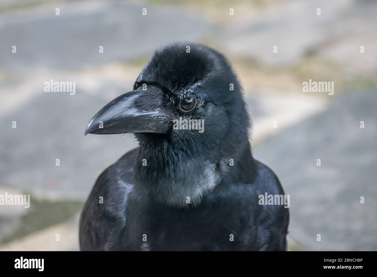 Bangkok fauna hi-res stock photography and images - Alamy