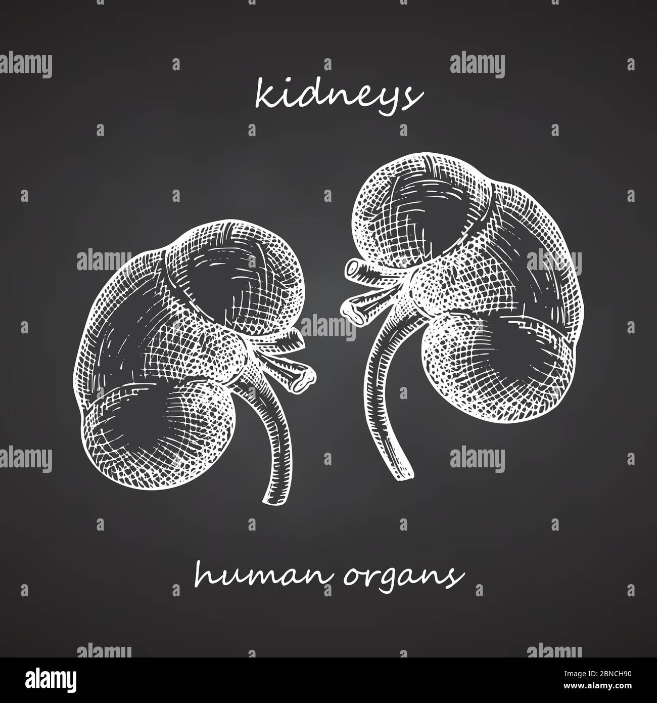 Kidney. Realistic hand-drawn icon of human internal organs on ...