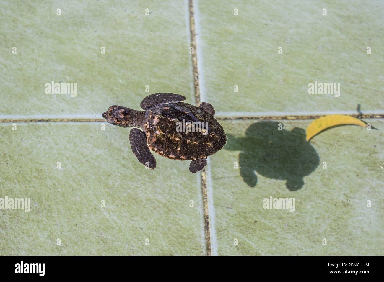 The sea turtle swims in the treatment pool for conservation at Sea ...