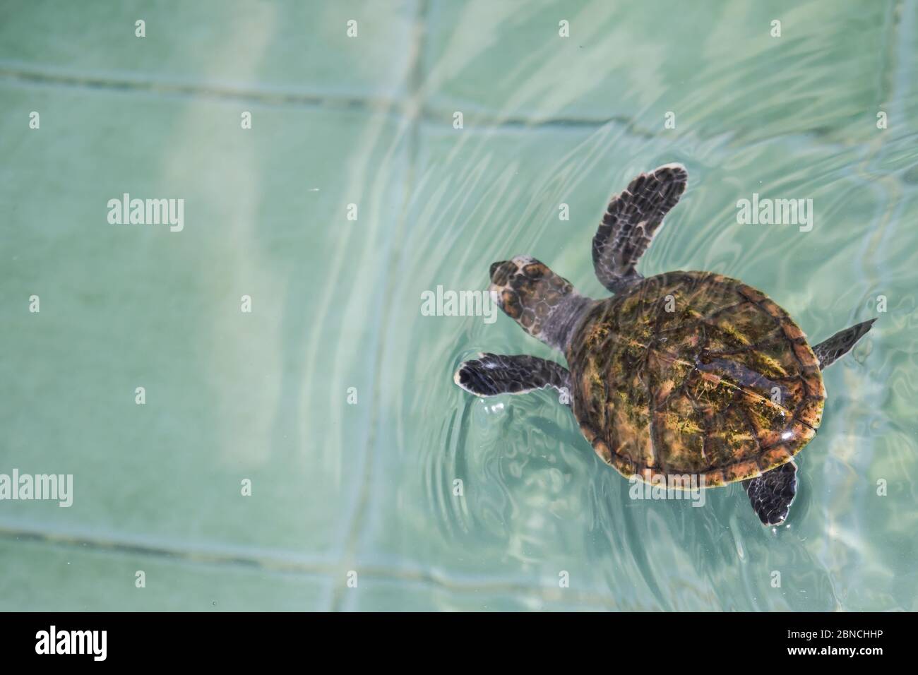 The sea turtle swims in the treatment pool for conservation at Sea ...