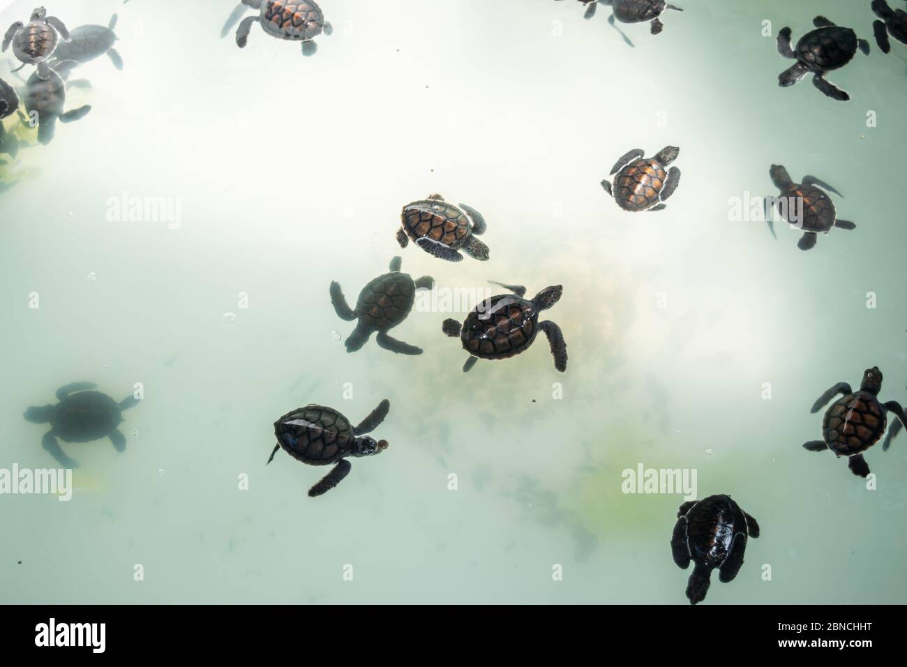 The sea turtle swims in the treatment pool for conservation at Sea ...