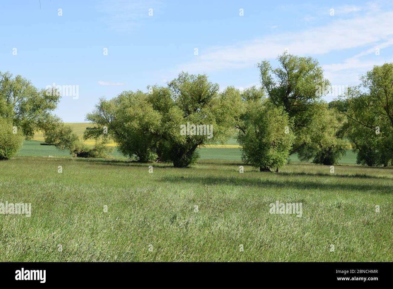 swamp trees in spring Stock Photo - Alamy