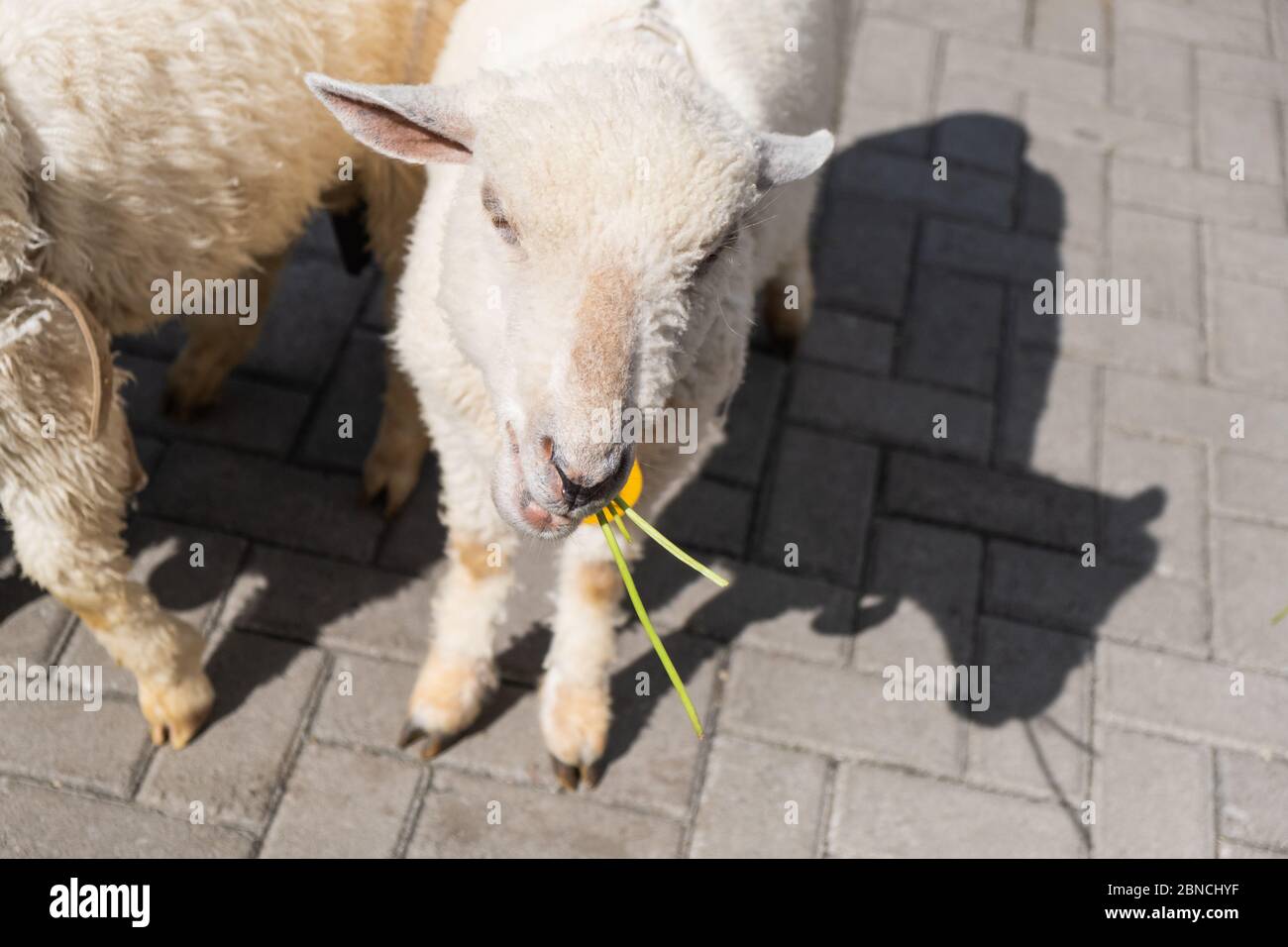 View of sheep eating vegetable in the outdoor tourist farm Stock Photo ...