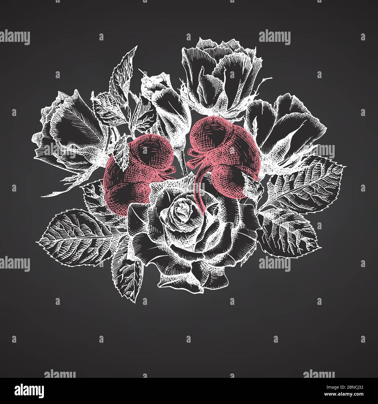 Kidney with bouquet roses on chalkboard Realistic hand-drawn icon of ...