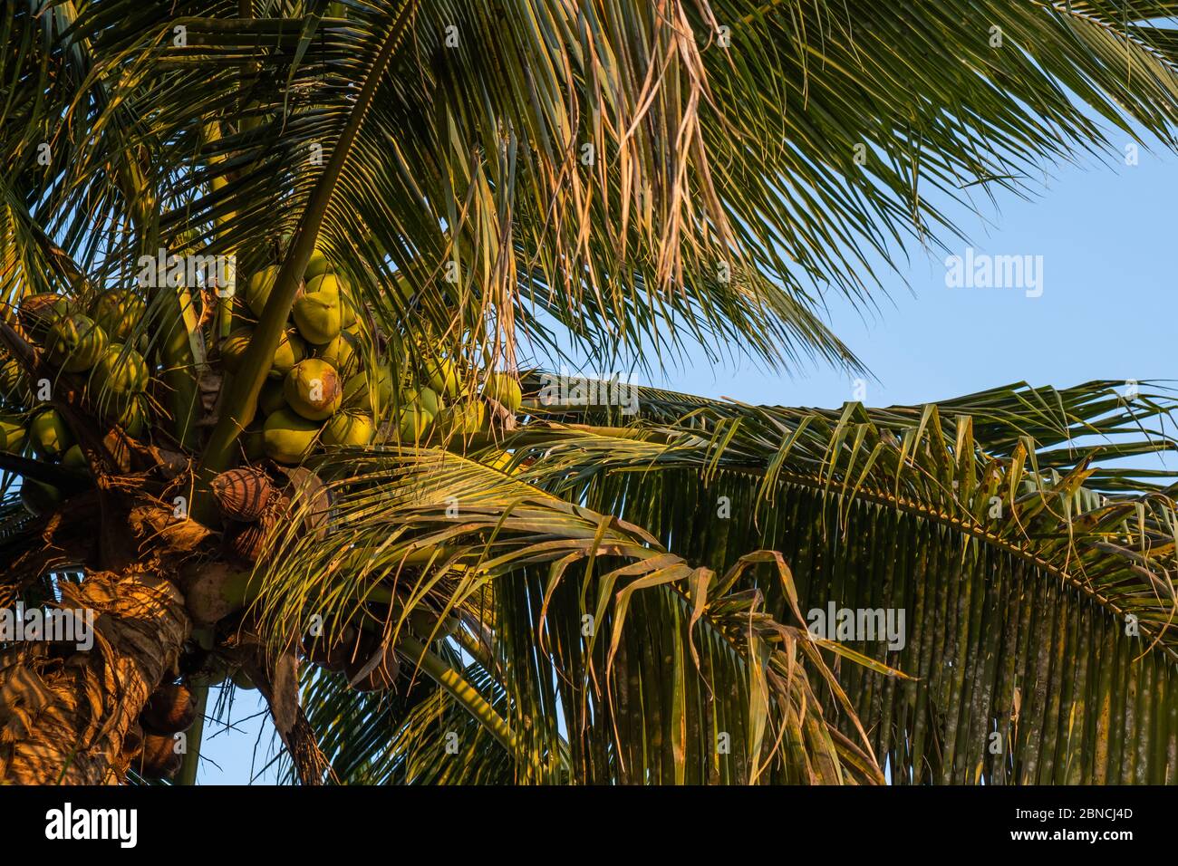 The background of Coconut tree with summer beach Stock Photo - Alamy