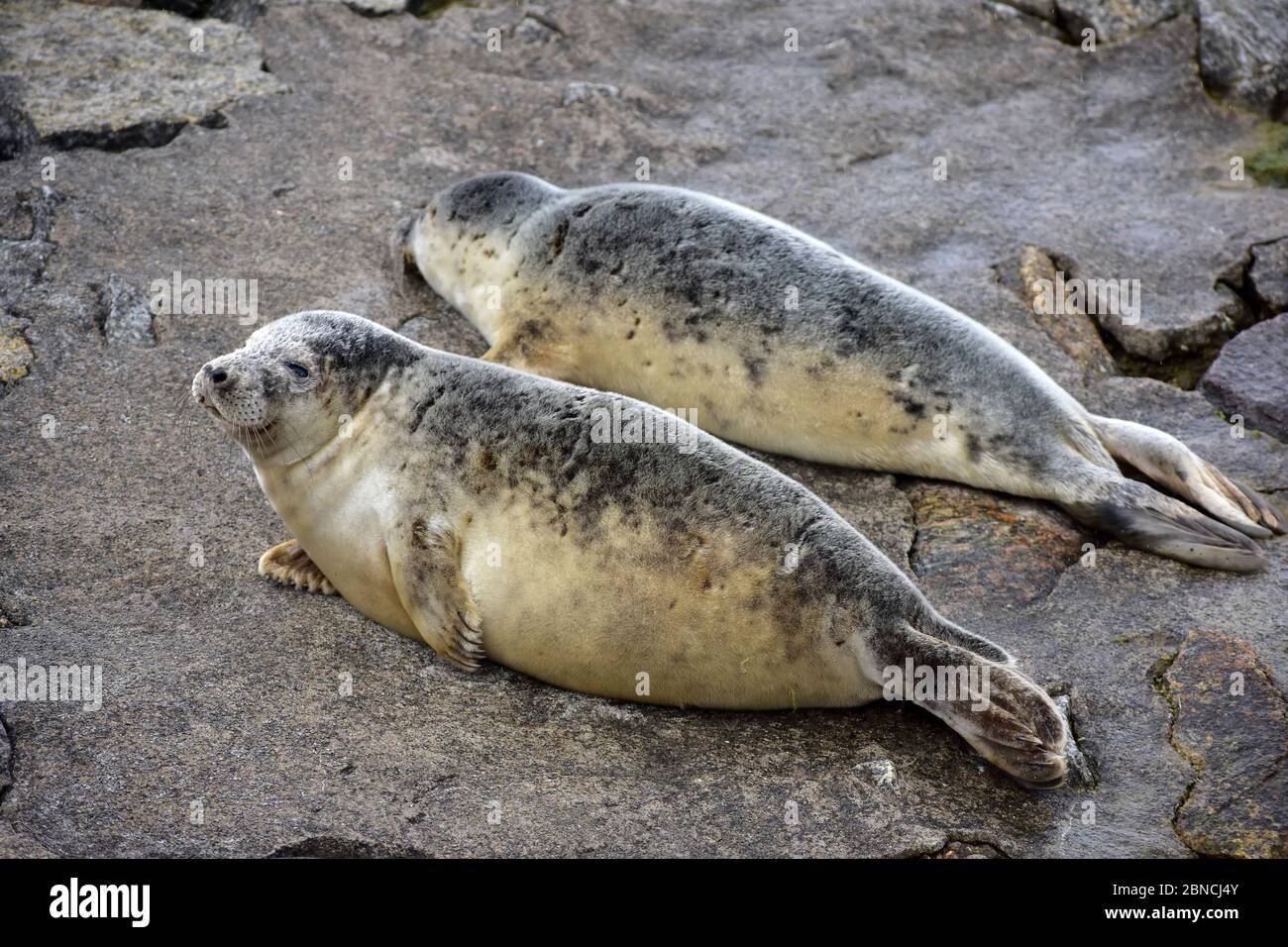 Baltic seal closeup hi-res stock photography and images - Alamy