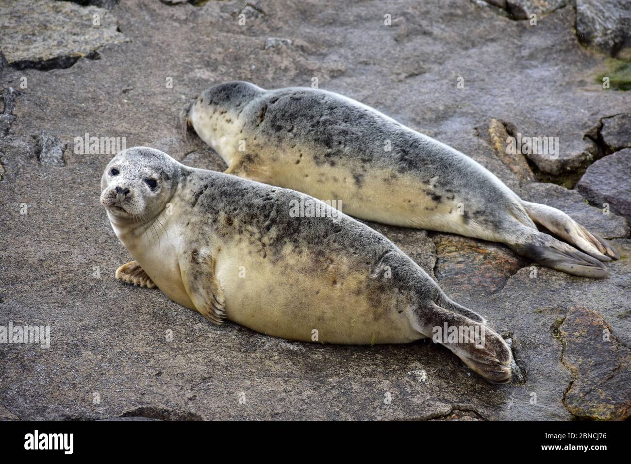 Baltic State High Resolution Stock Photography and Images - Alamy