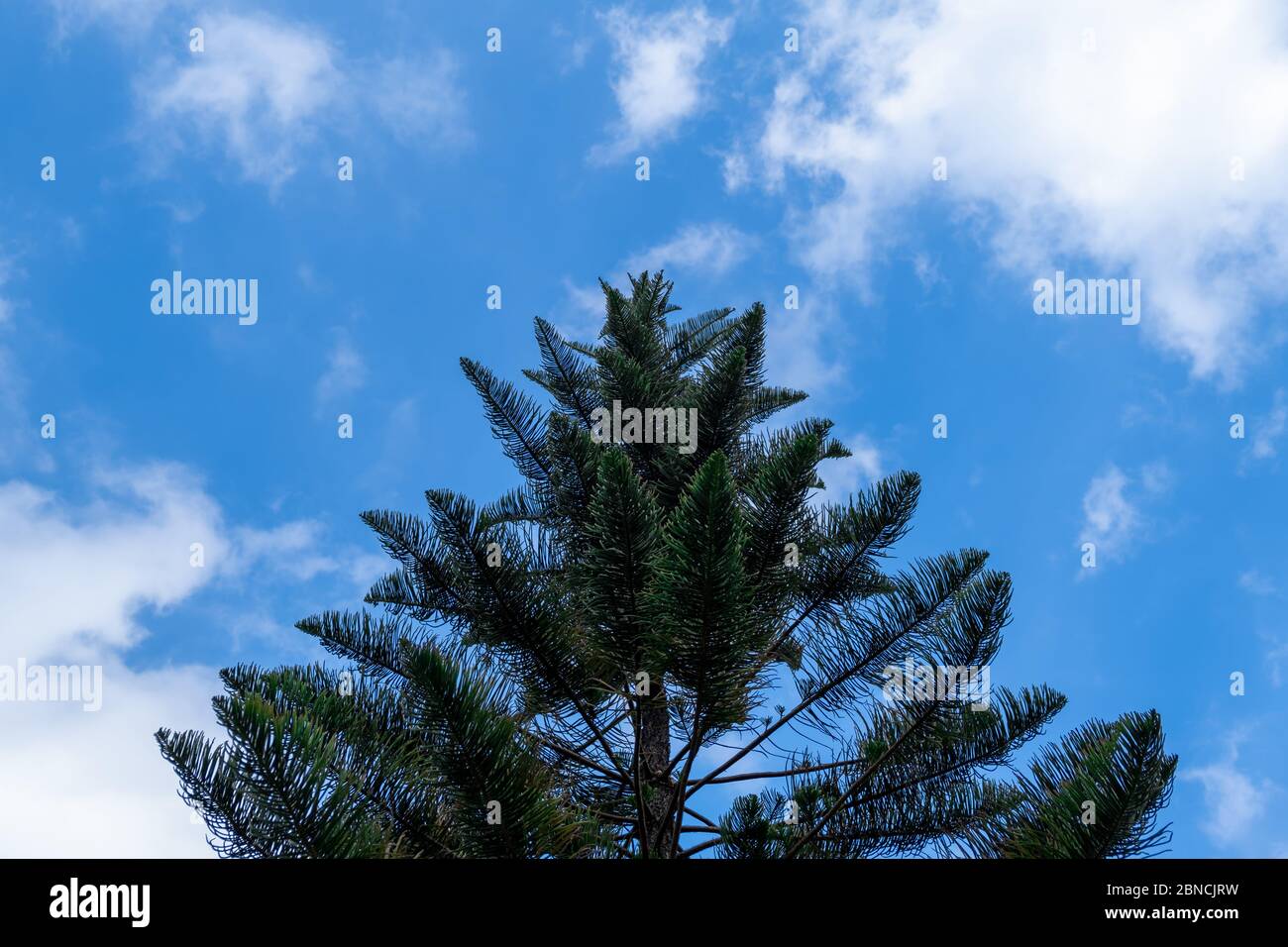 Geometric large pine tree in green against the beautiful sky and clouds ...
