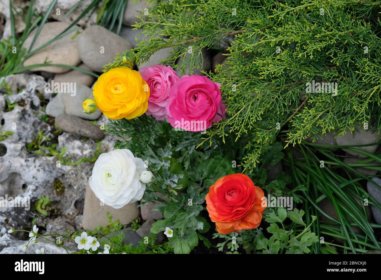 Ranunculus ( crowfoot) in landscape design. Multi-colored flowers and ...
