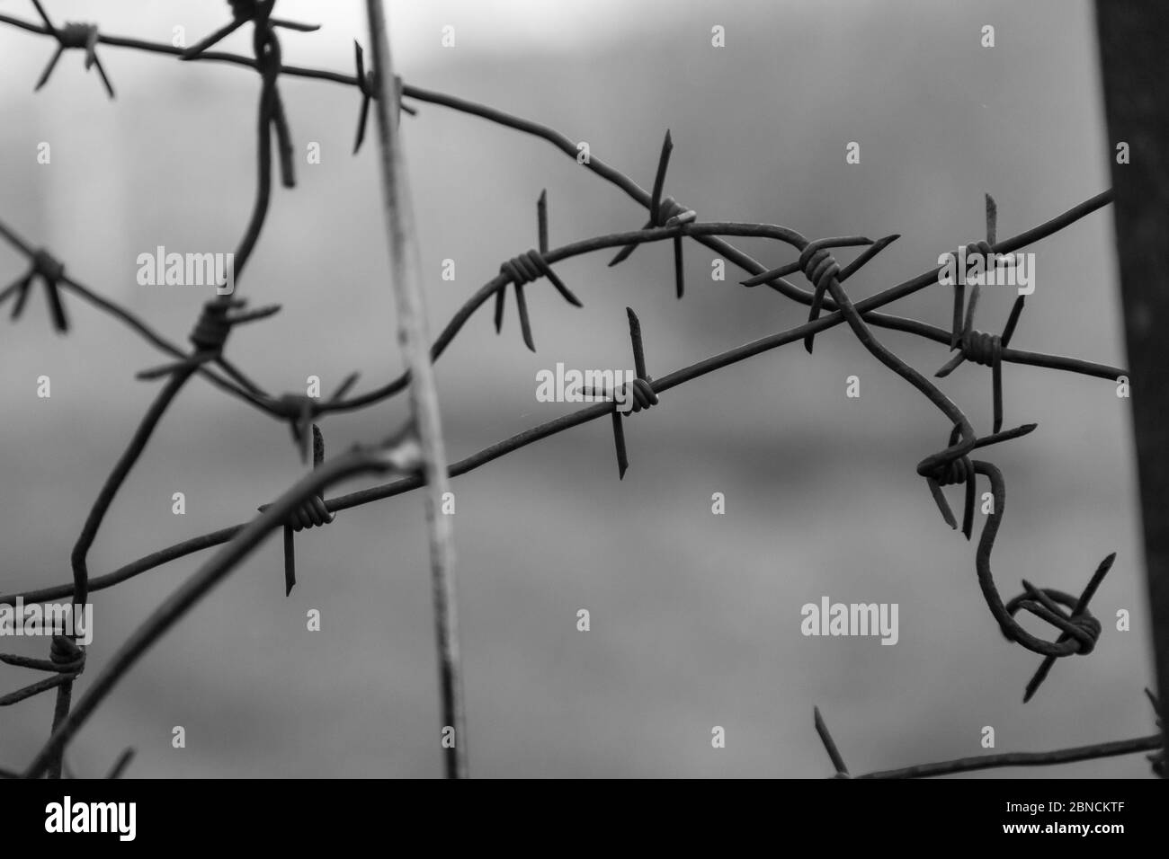 Close-up of a metal fence with an iron barbed wire on a gray background ...