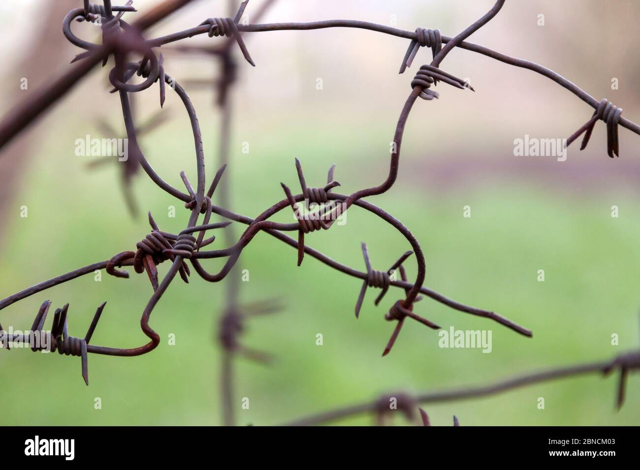 Spikes of wound old iron wire with sharp edges on a metal fence on a ...