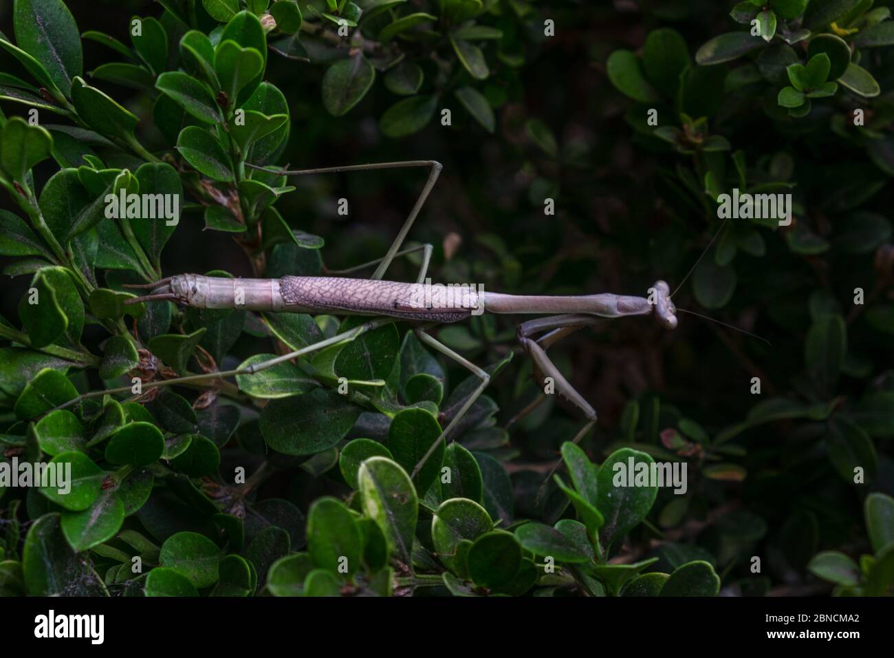 Beautiful shot of an insect with long legs on the leaves of a tree ...