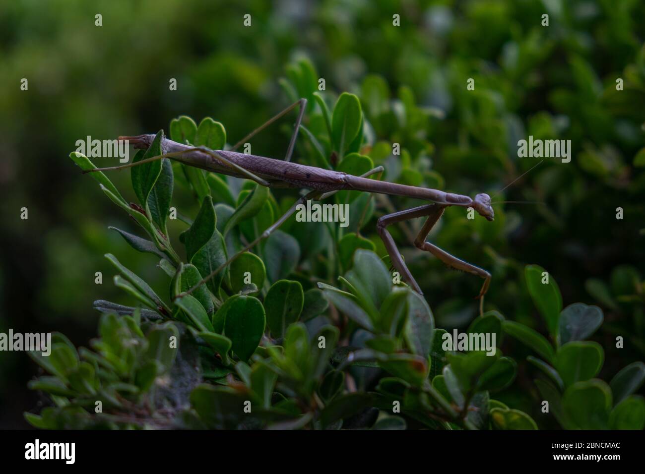 Insect with long legs hi-res stock photography and images - Alamy