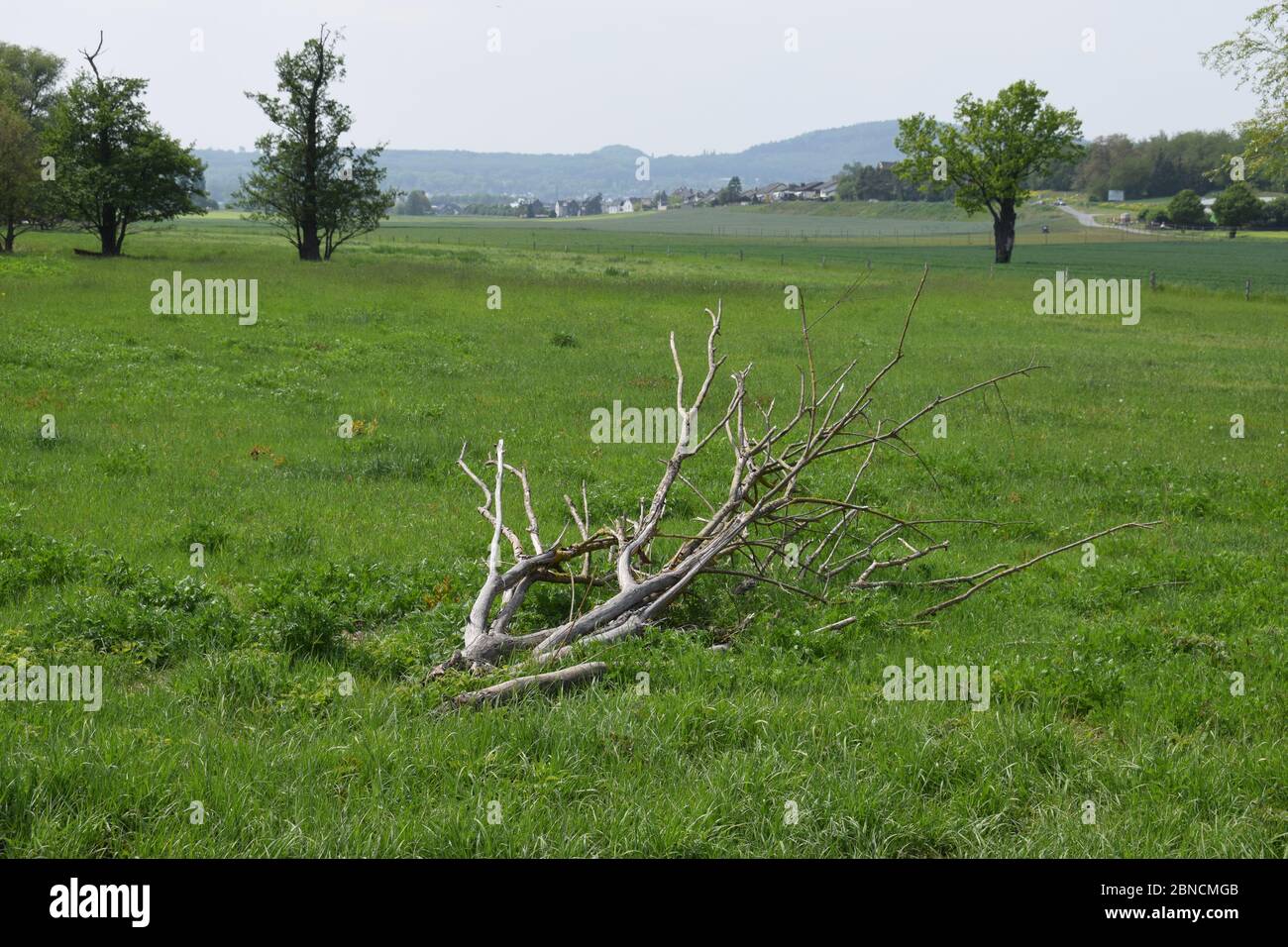 swamp trees in spring Stock Photo - Alamy